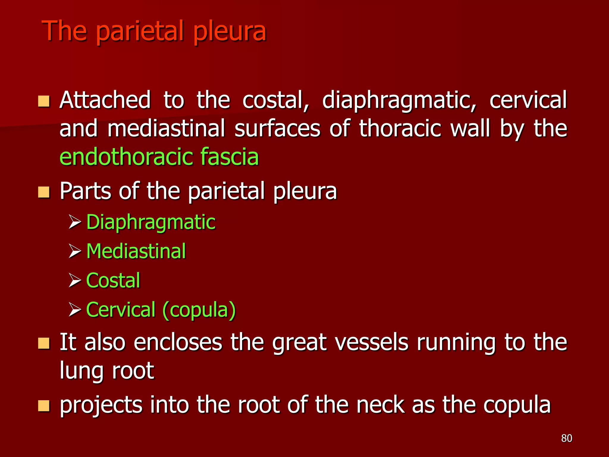 anatomy of thorax.ppt