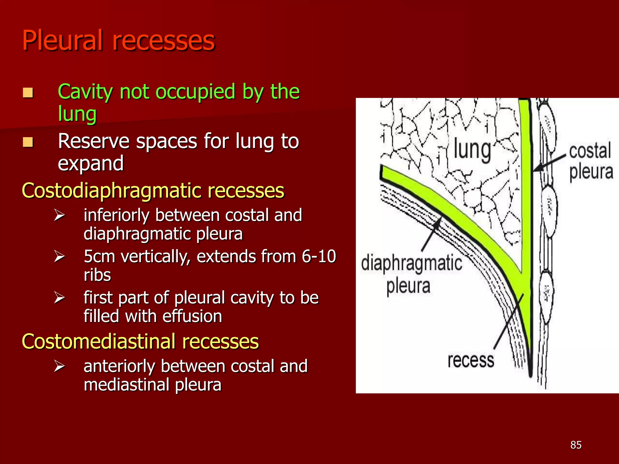 anatomy of thorax.ppt