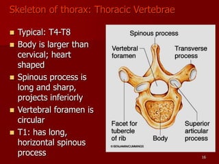 Thorax Anatomy Ppt