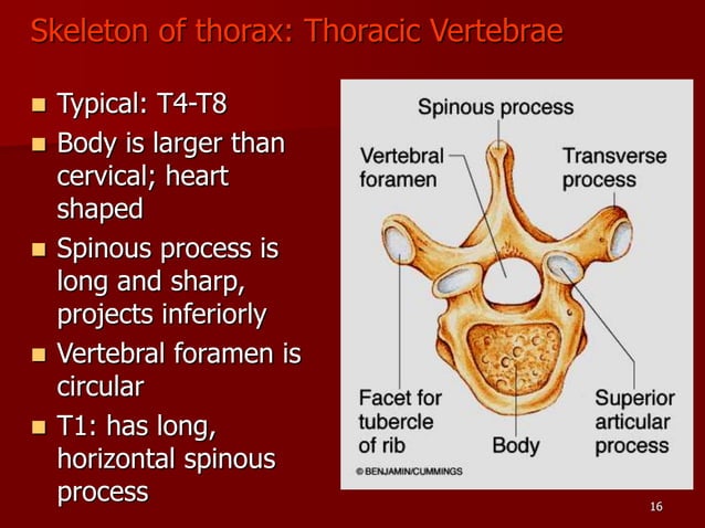 anatomy of thorax.ppt