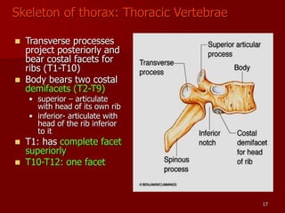 anatomy of thorax.ppt
