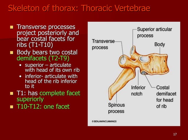 anatomy of thorax.ppt