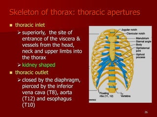 anatomy of thorax.ppt