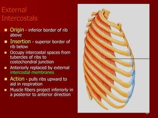 anatomy of thorax.ppt