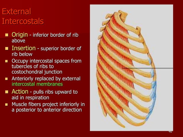 anatomy of thorax.ppt