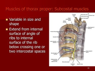 anatomy of thorax.ppt