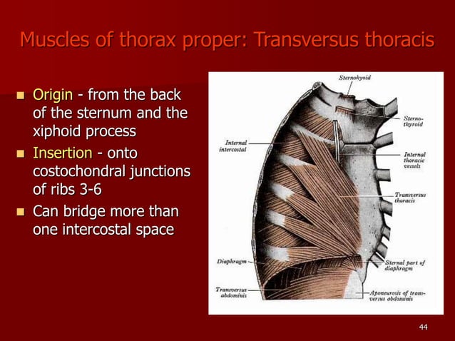 anatomy of thorax.ppt