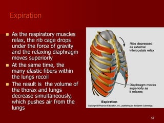 Thorax Anatomy Ppt Anatomy Of The Pleura: Video, Causes, & Meaning