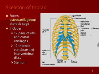 Thorax Anatomy Ppt Anatomy Of The Pleura: Video, Causes, & Meaning