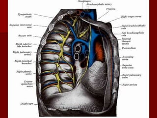 anatomy of thorax.ppt