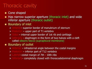 anatomy of thorax.ppt