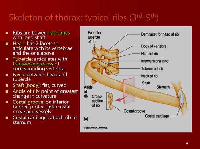 anatomy of thorax.ppt