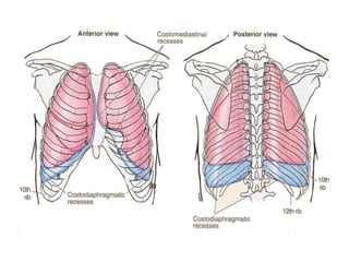 anatomy of thorax.ppt