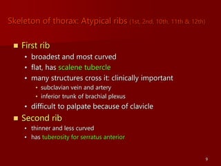 anatomy of thorax.ppt