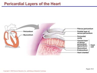 Anatomy of thorax(1).ppt