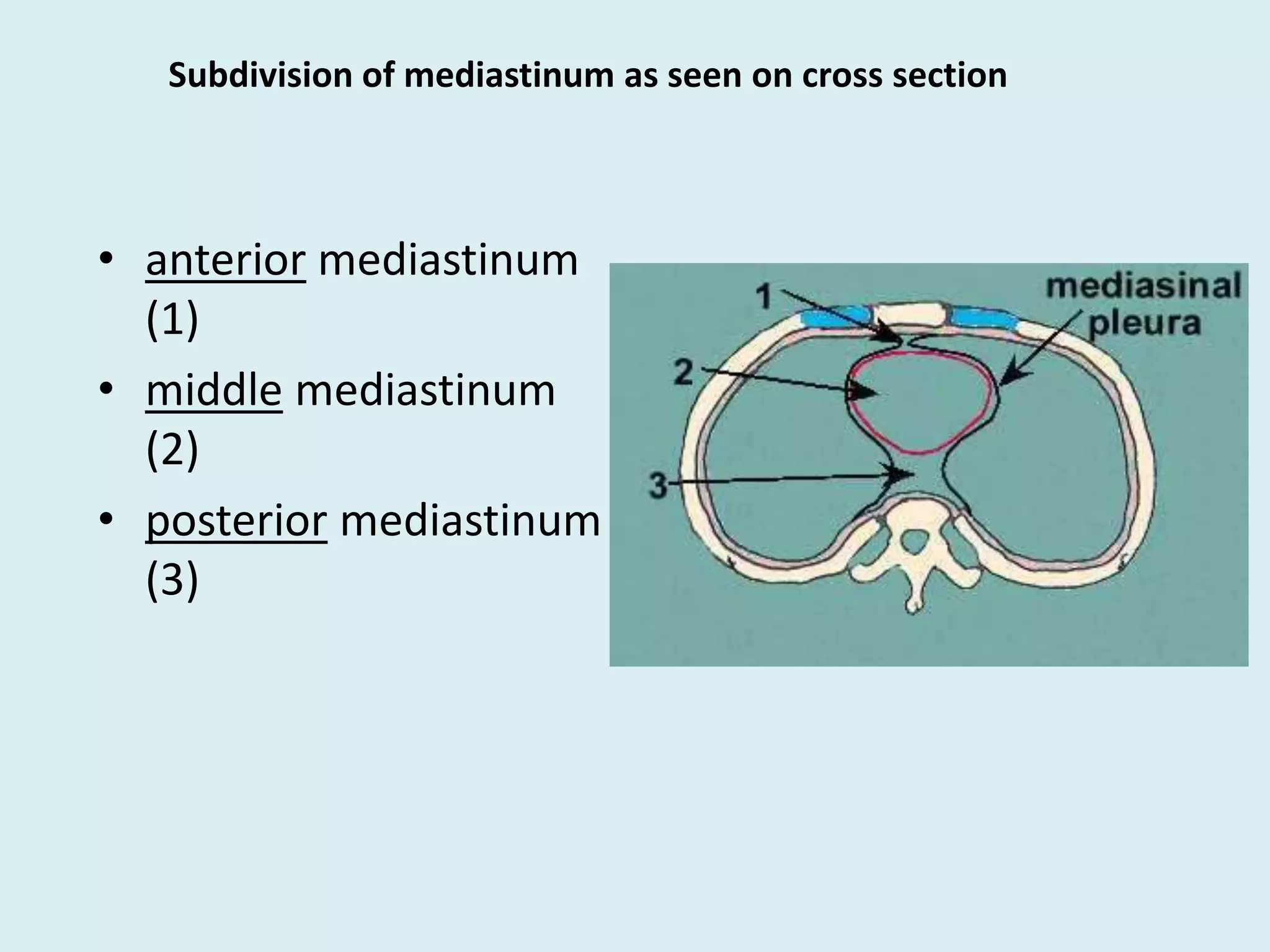Anatomy of thorax (2) | PPTX