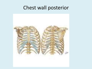 Anatomy of thorax (2) | PPTX