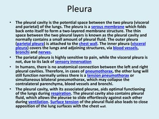 Anatomy of thorax (2) | PPTX