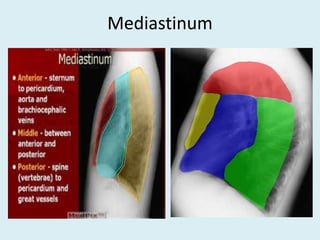 Anatomy of thorax (2) | PPTX