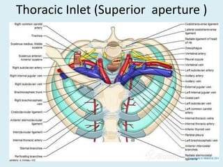 Anatomy of thorax (2) | PPTX