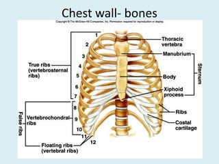 Anatomy of thorax (2) | PPTX