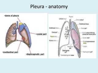 Cupula Of Lung