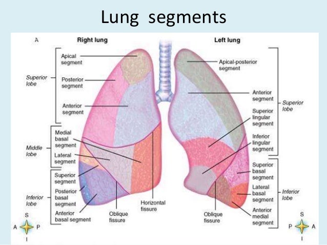 Anatomy of thorax (2)