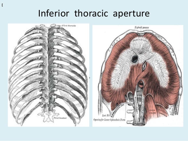 Anatomy of thorax (2)