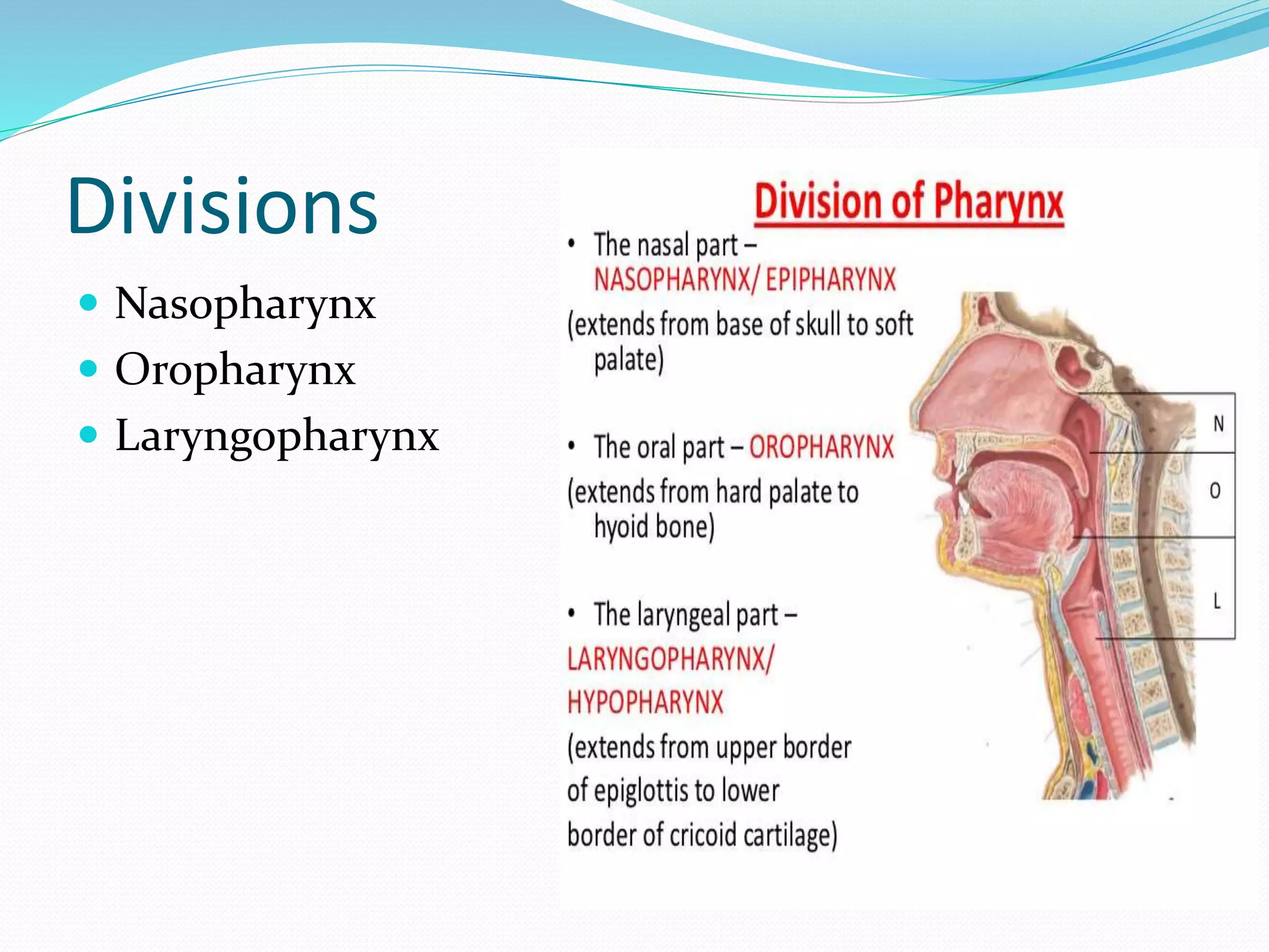 Anatomy of throat | PPTX