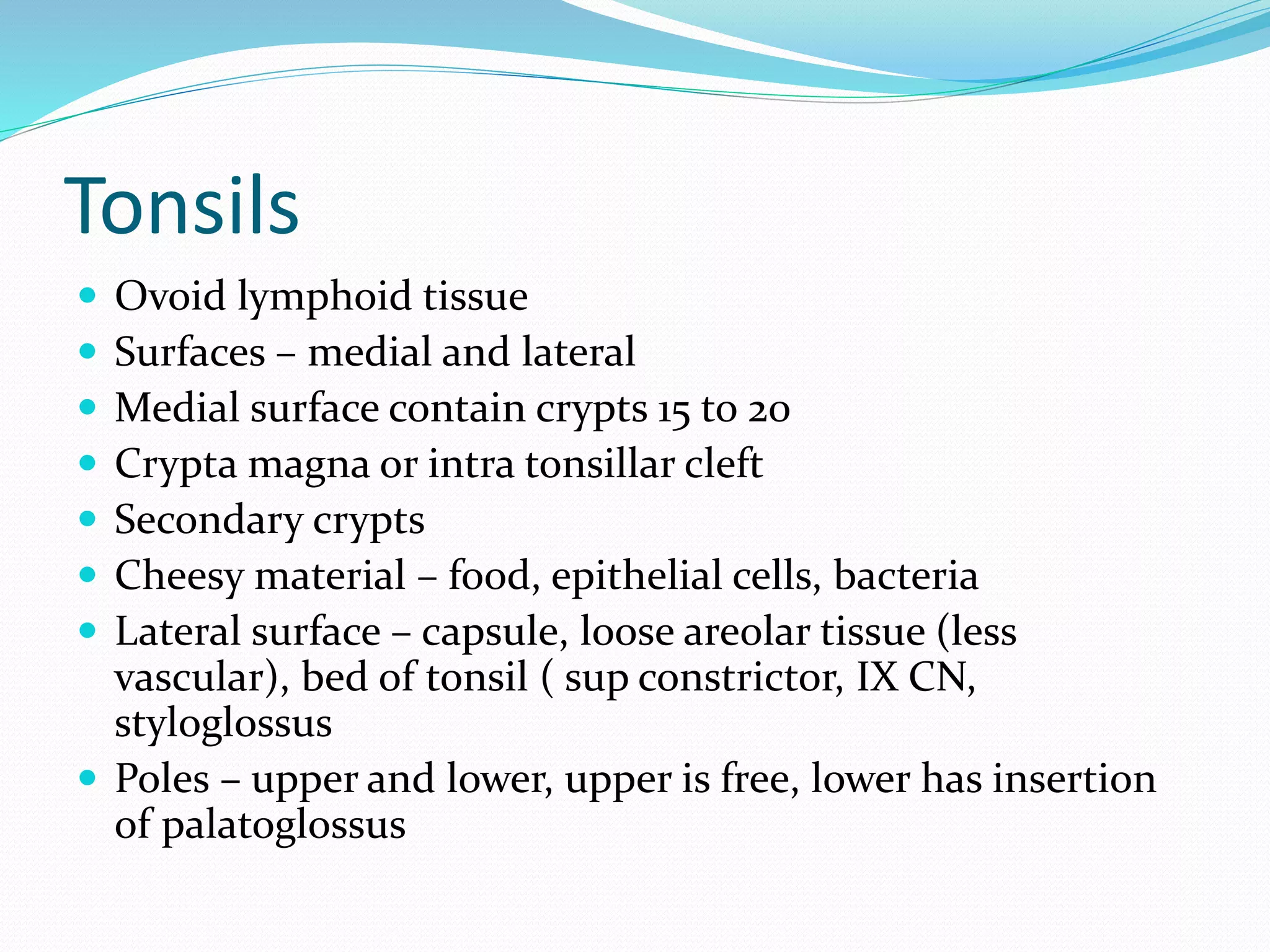 Anatomy of throat | PPTX