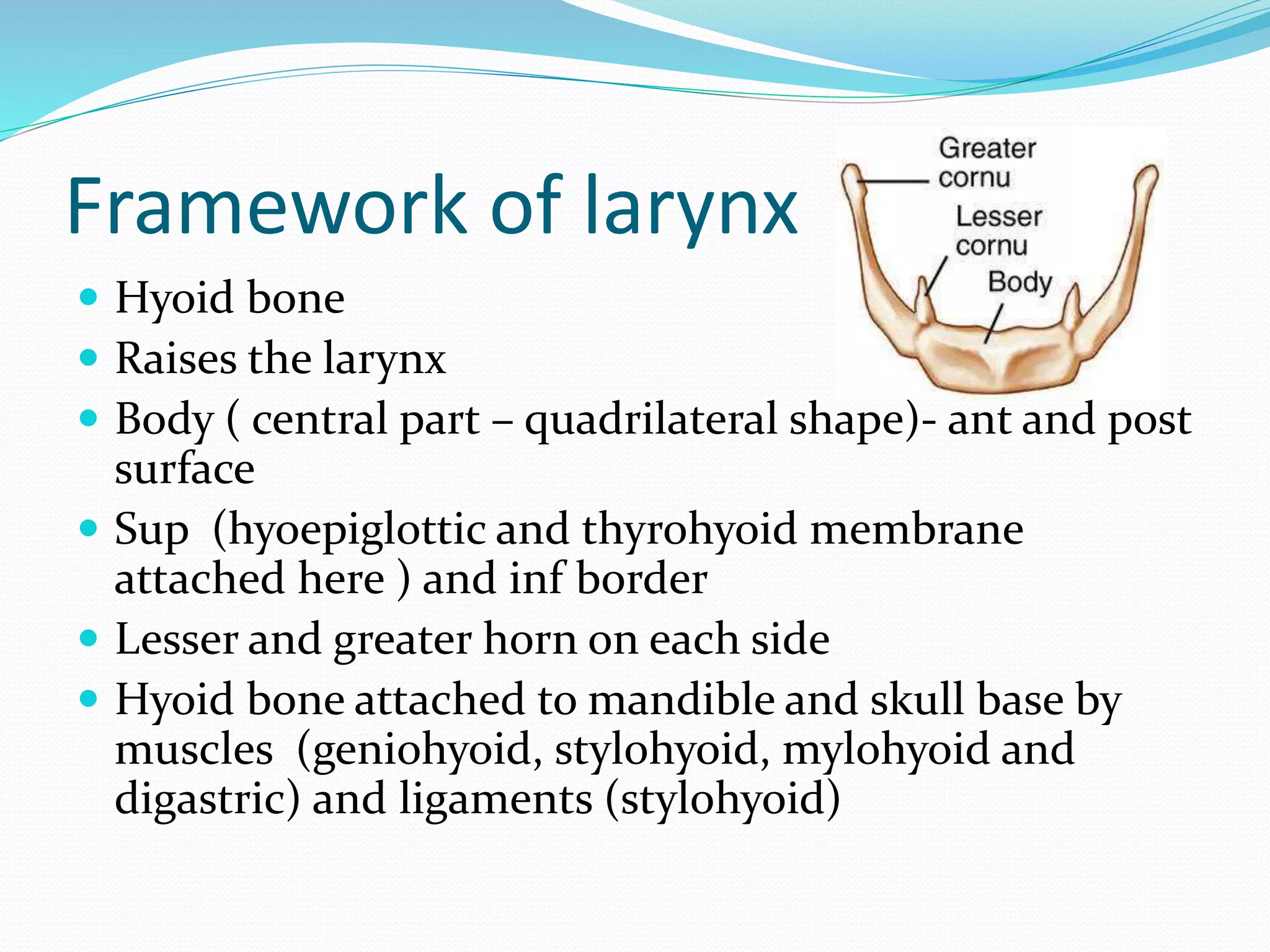 Anatomy of throat | PPTX