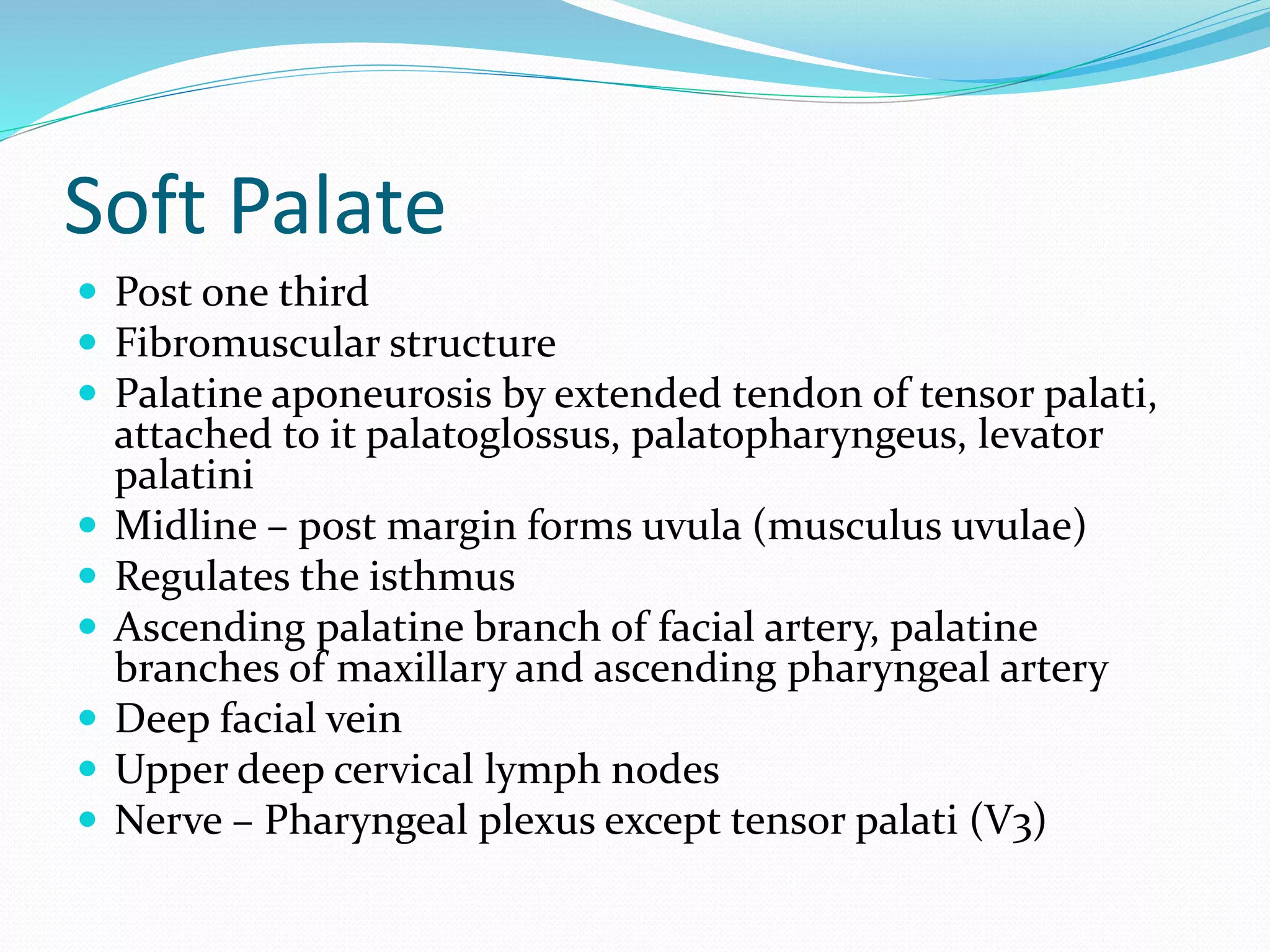 Anatomy of throat | PPTX