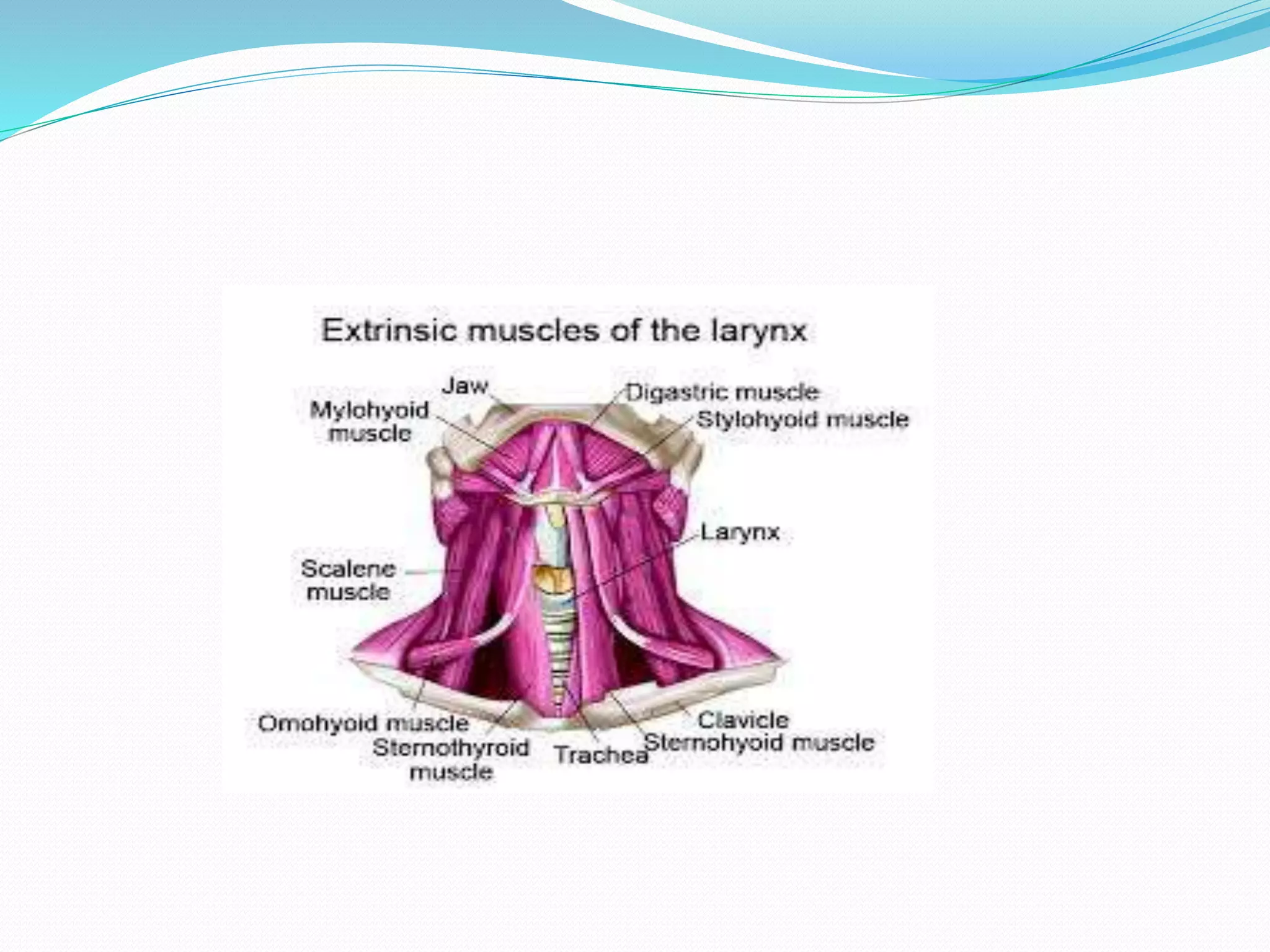 Anatomy of throat | PPTX