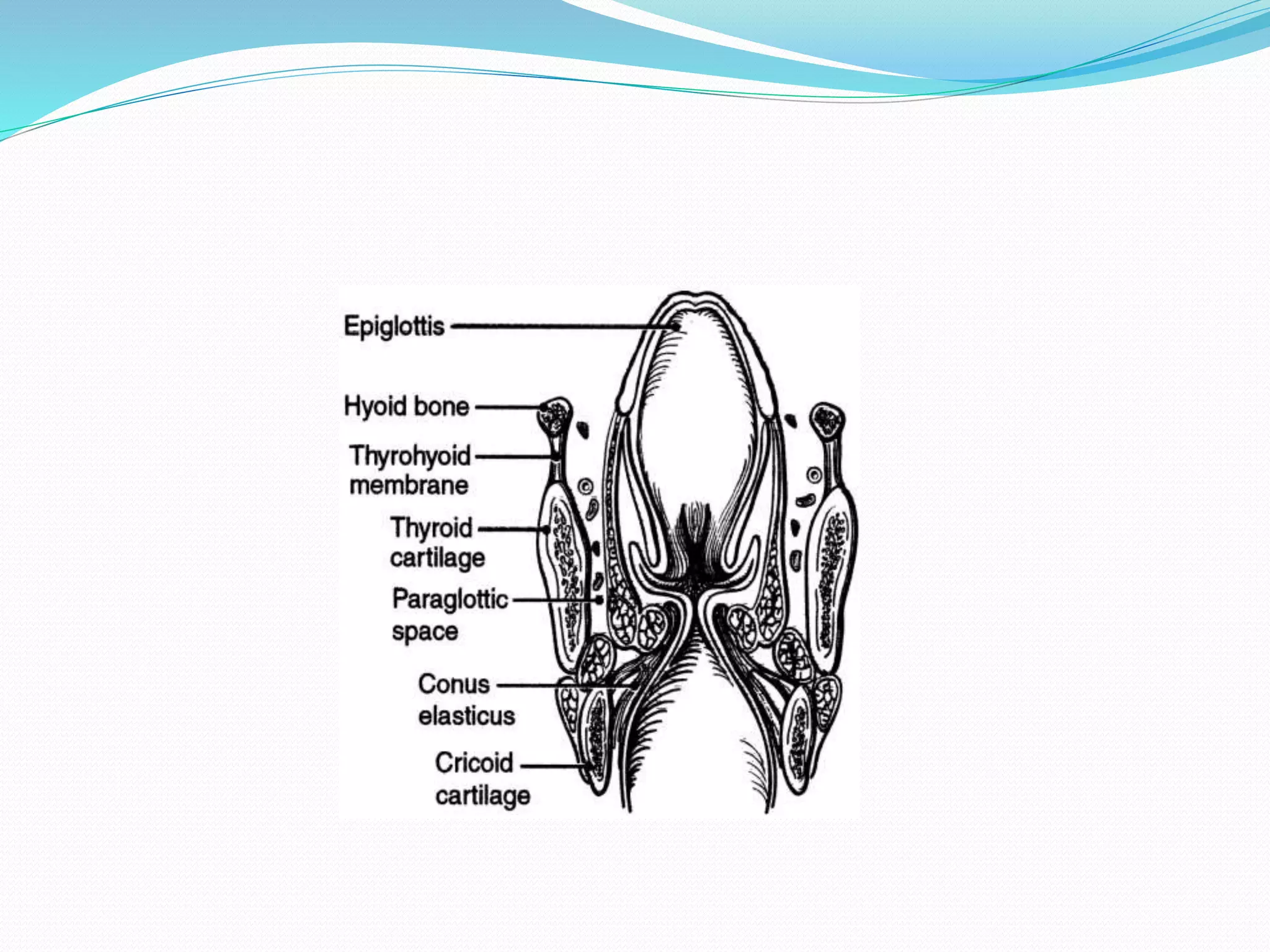 Anatomy of throat | PPTX