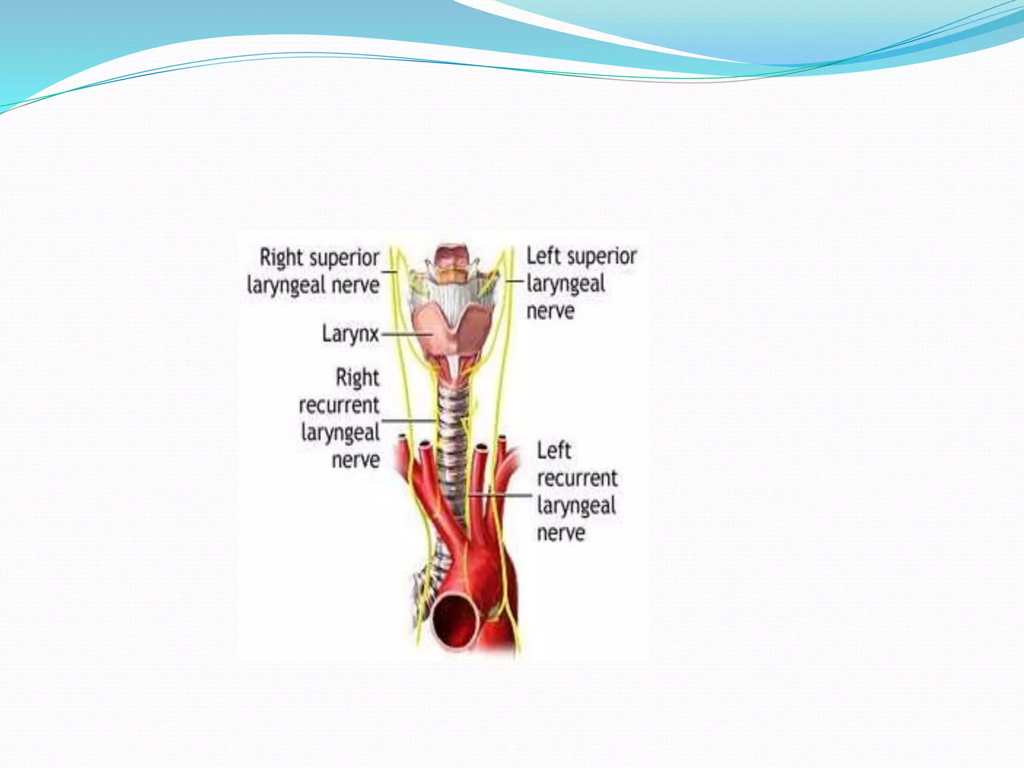 Anatomy of throat | PPTX