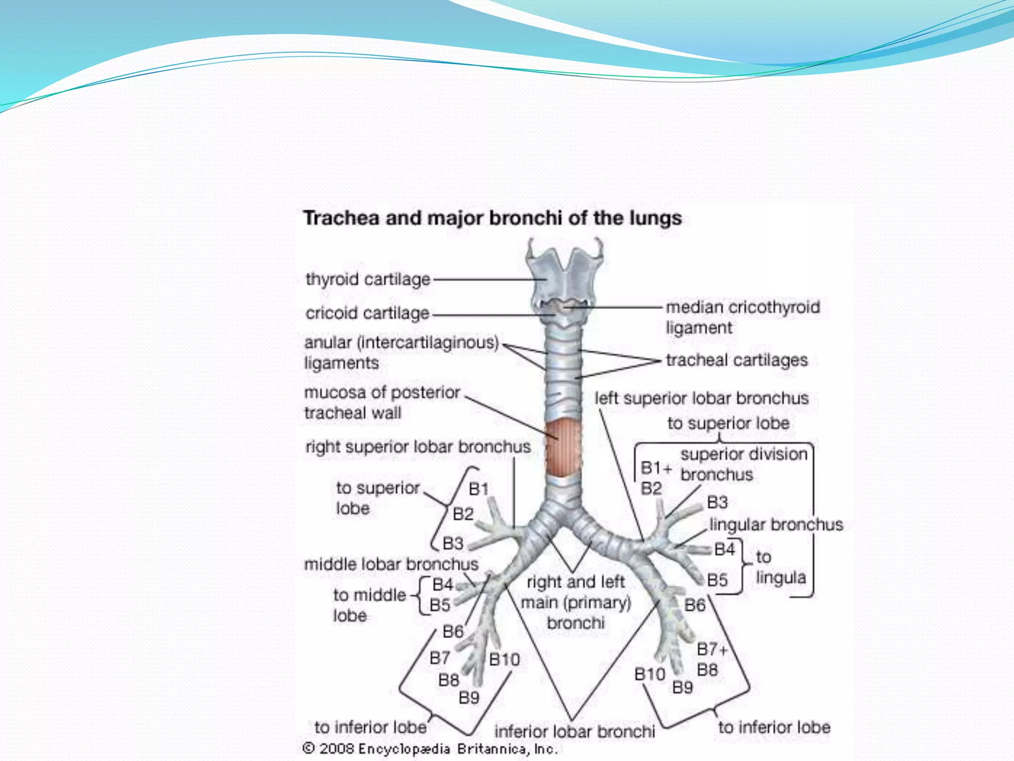 Anatomy of throat | PPTX