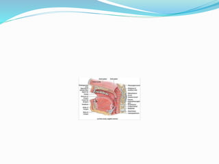 Anatomy of throat | PPTX