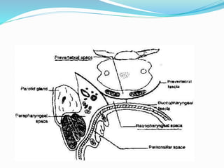 Anatomy of throat | PPTX