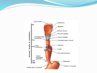 Anatomy of throat | PPTX