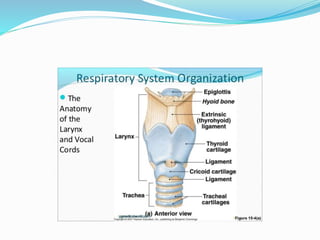 Anatomy of throat | PPTX
