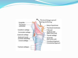 Anatomy of throat | PPTX