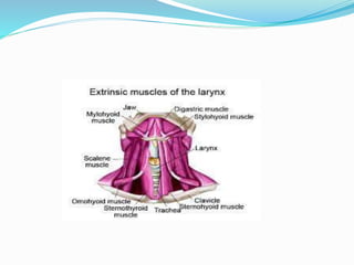 Anatomy of throat | PPTX