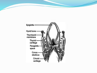 Anatomy of throat | PPTX