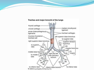Anatomy of throat | PPTX