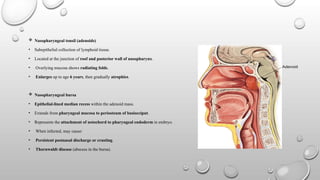 ANATOMY OF THROAT for ENT presentation and study | PPTX