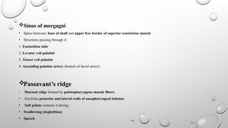 ANATOMY OF THROAT for ENT presentation and study | PPTX
