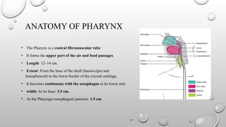 ANATOMY OF THROAT for ENT presentation and study | PPTX
