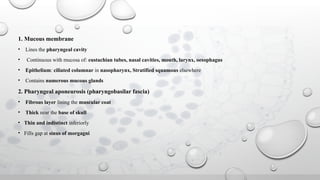 ANATOMY OF THROAT for ENT presentation and study | PPTX