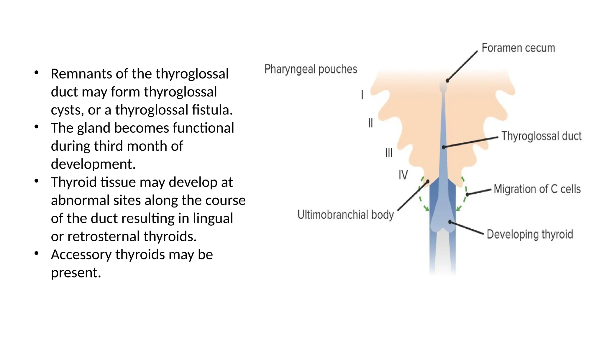 ANATOMY AND EMBRYOLOGY OF THE THYROID GLAND.pptx