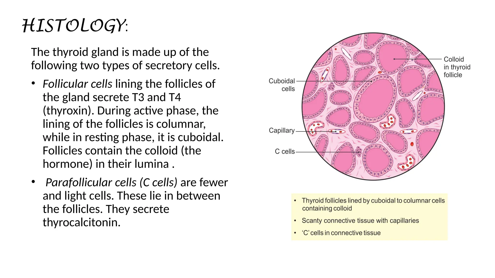 ANATOMY AND EMBRYOLOGY OF THE THYROID GLAND.pptx